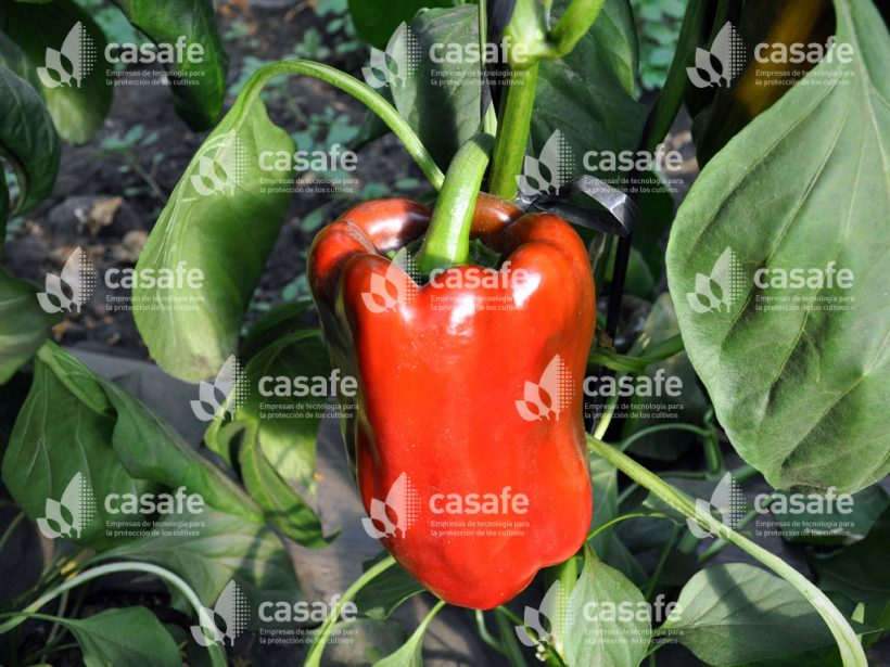 Cultivo Morrón 2 | Casafe