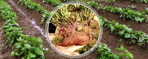 Batata: un cultivo cosmopolita y versátil | Casafe