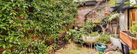 ¿Qué es el traspatio? Todos somos imprescindibles para cuidar la ...